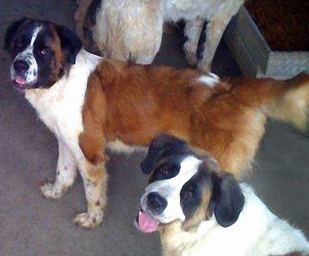 Gentle Giants Rescue and Adoptions