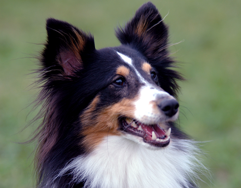 Gentle Giants Rescue and Adoptions